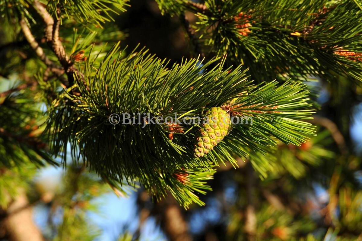 Crni bor - Biljke oko nas