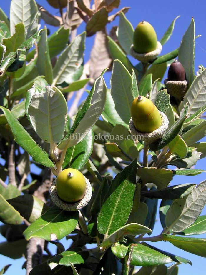 Crnika | Biljke oko nas