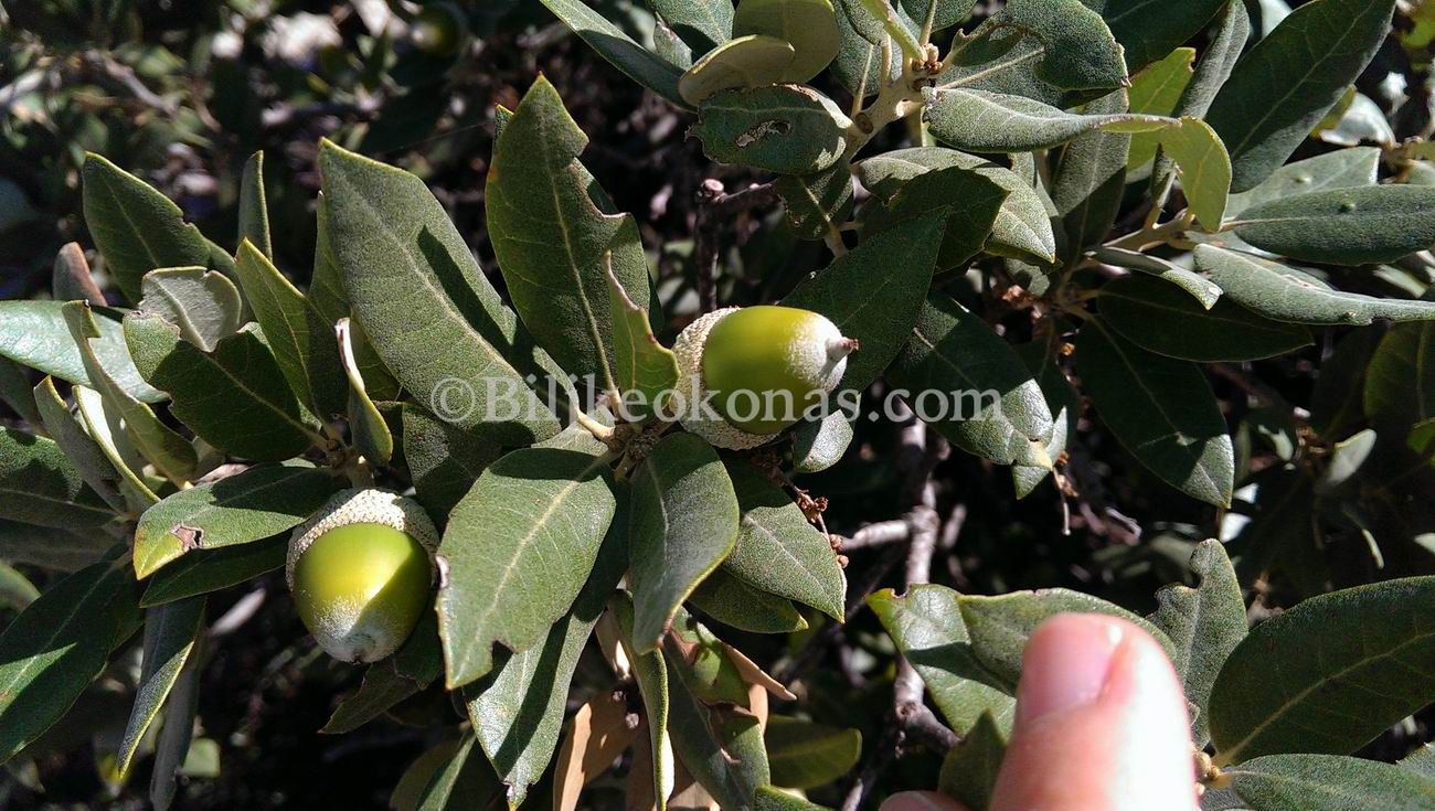 Crnika | Biljke oko nas